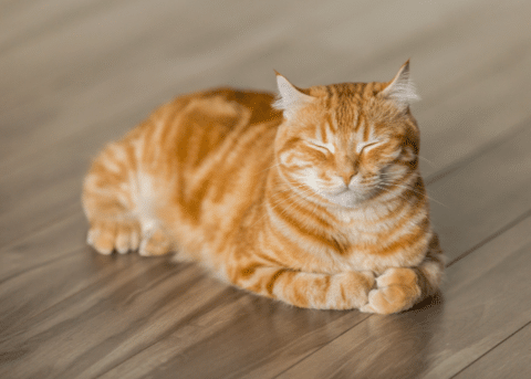 Signs Your Cat May Be Blocked — And Why It’s An Emergency | Unleashed ...